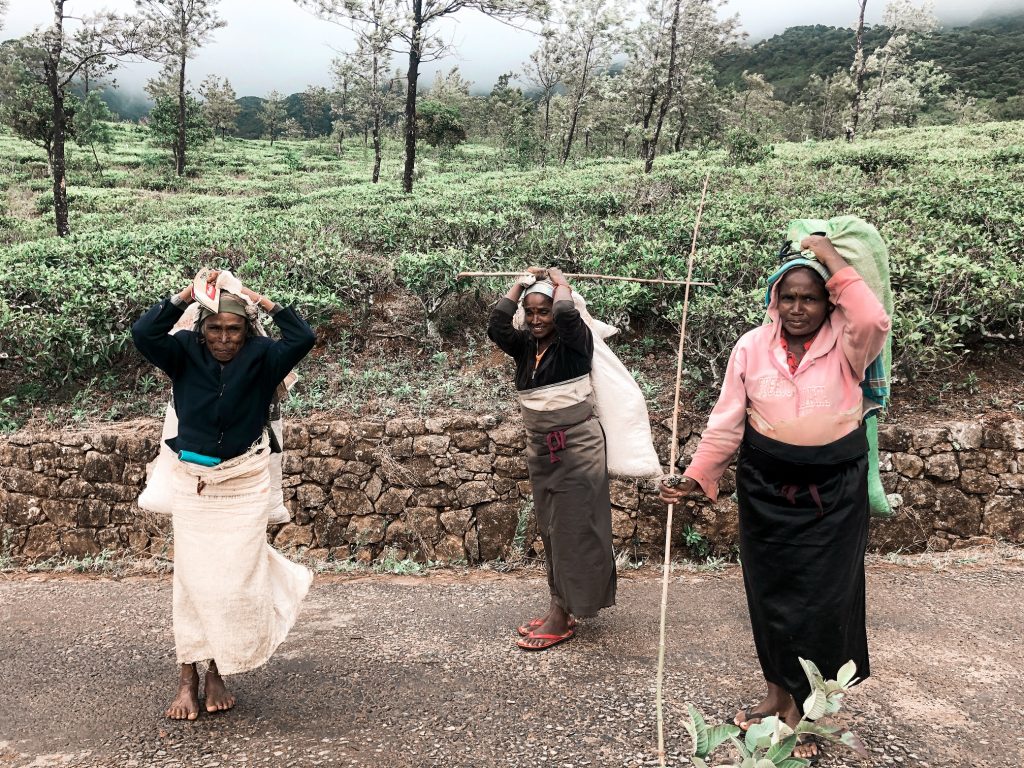 Taste of Ceylon – Sri Lanka Tours
